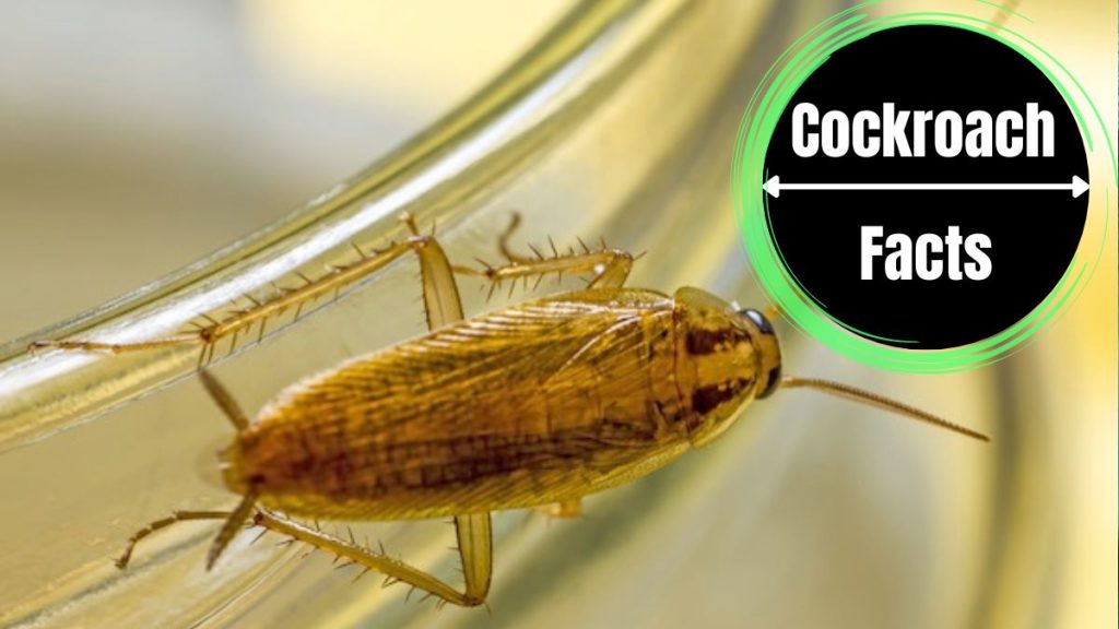 Baby Roaches - The Cockroach Facts