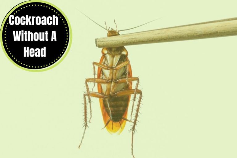Cockroach Life Span: How Long Do Cockroaches Live? - The Cockroach Facts