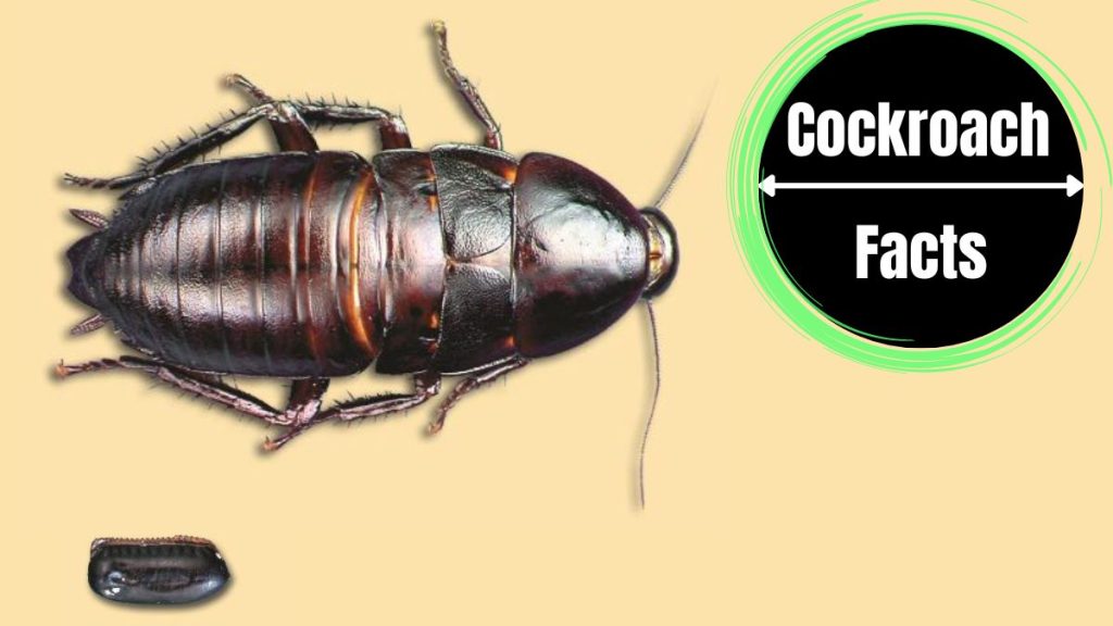 Florida Roaches Identification and Survival Guide - The Cockroach Facts