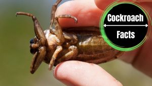 Water Bug Identification - A Complete Visual Guide - The Cockroach Facts