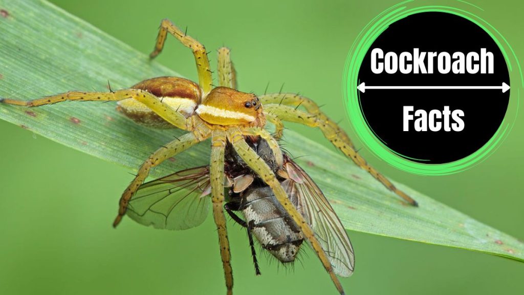 Do Spiders Eat Cockroaches? A Complete Guide with Pictures - The ...