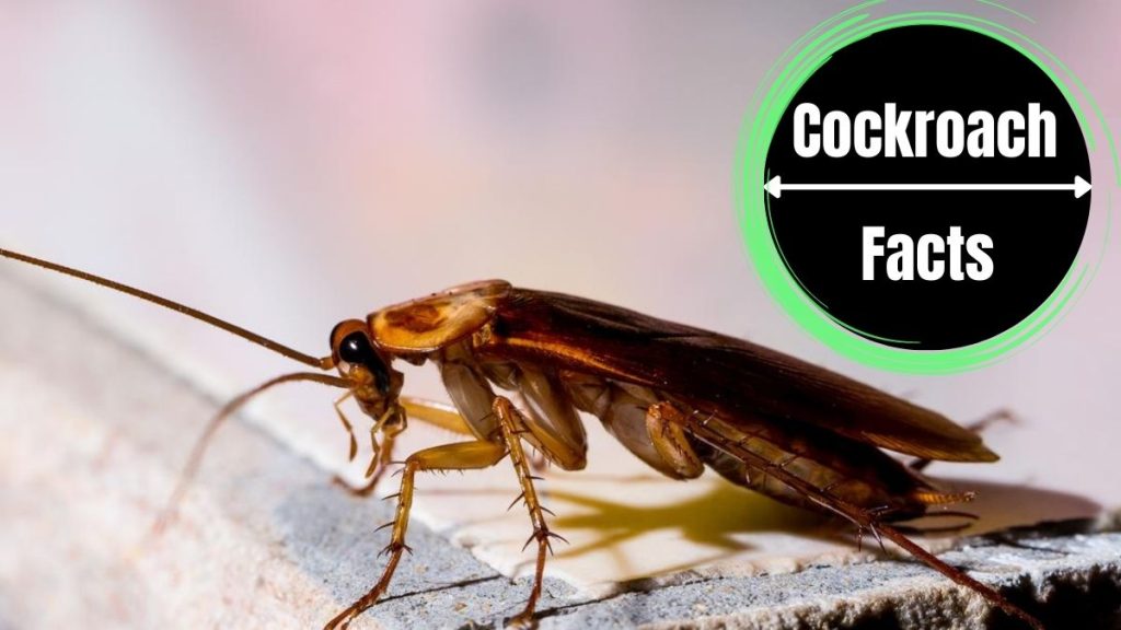10 Characteristics of Cockroach - The Cockroach Facts