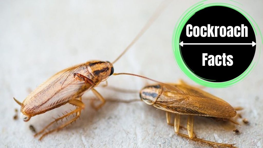 Cockroaches In California The Ultimate Guide To Identification Prevention And Eradication