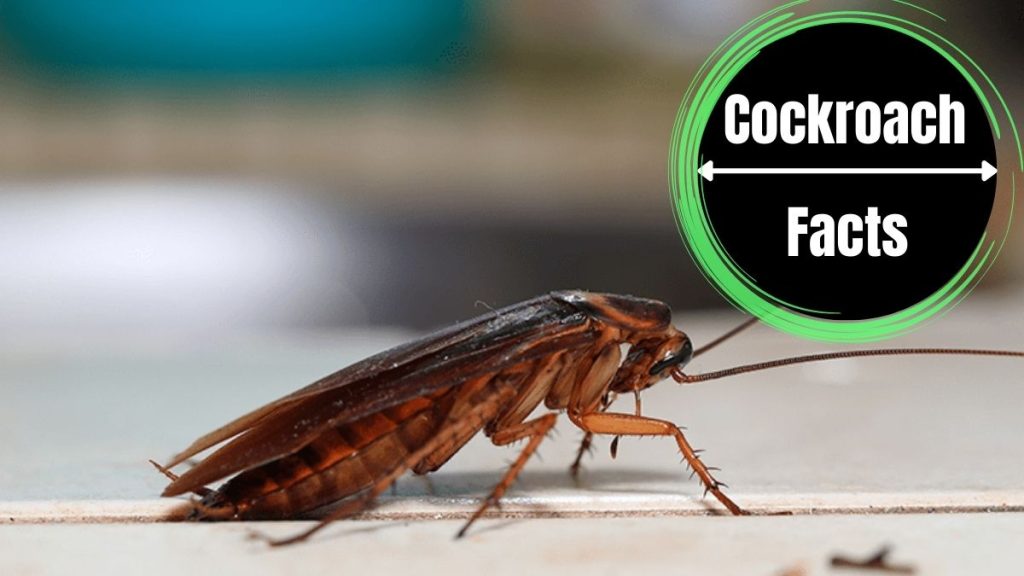 Do Cockroaches Fart? - The Cockroach Facts